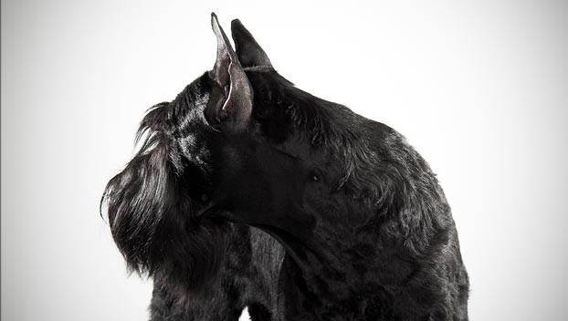 Giant Schnauzer : Dog Breed Selector : Animal Planet