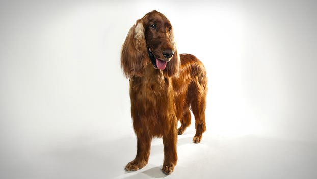Irish Setter : Dog Breed Selector : Animal Planet