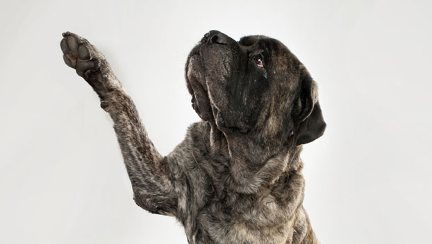 Mastiff : Dog Breed Selector : Animal Planet