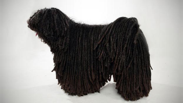 Puli : Dog Breed Selector : Animal Planet