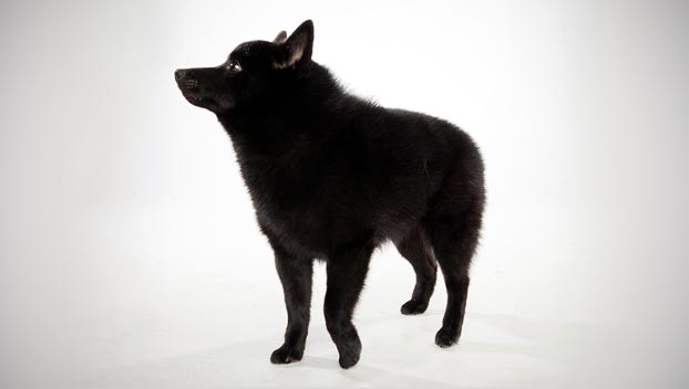 Schipperke : Dog Breed Selector : Animal Planet